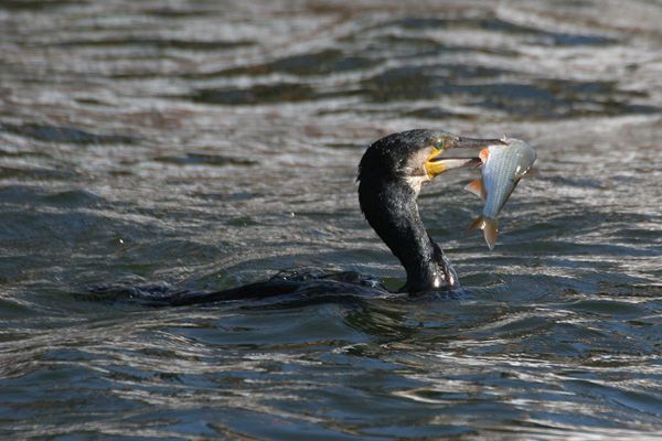 Nel vicentino via libera alla caccia ai cormorani | Il blog della pesca