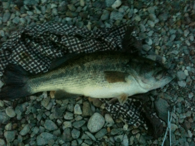 Il primo black bass non si scorda mai | Il blog della pesca