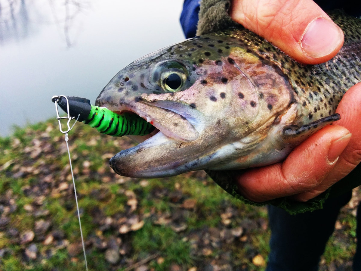 A pesca di trote con il Molix CW Worm | Il blog della pesca